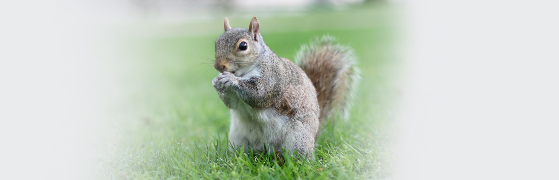 Squirrel Control London | Loft & Roof Infestation Removal