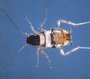 Cockroach Bites: Signs and Remedies | Panther Pest Control