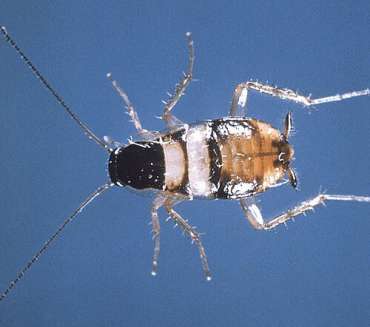 Cockroach Bites: Signs and Remedies | Panther Pest Control