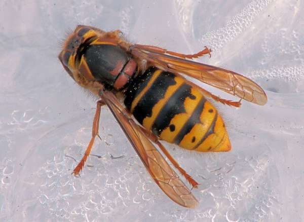 Queen Wasp Compared to Normal Wasp | Panther Pest Control