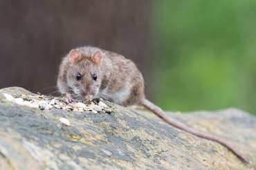 How to Get Rid of Dead Rat Smell? | Panther Pest Control
