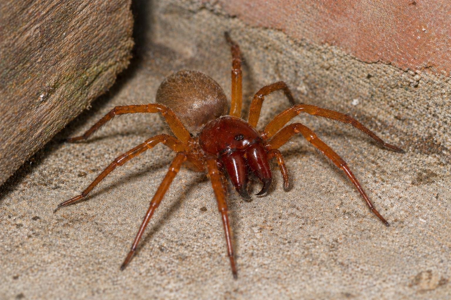 Venomous Spiders in the UK | Identification & Risks Explained